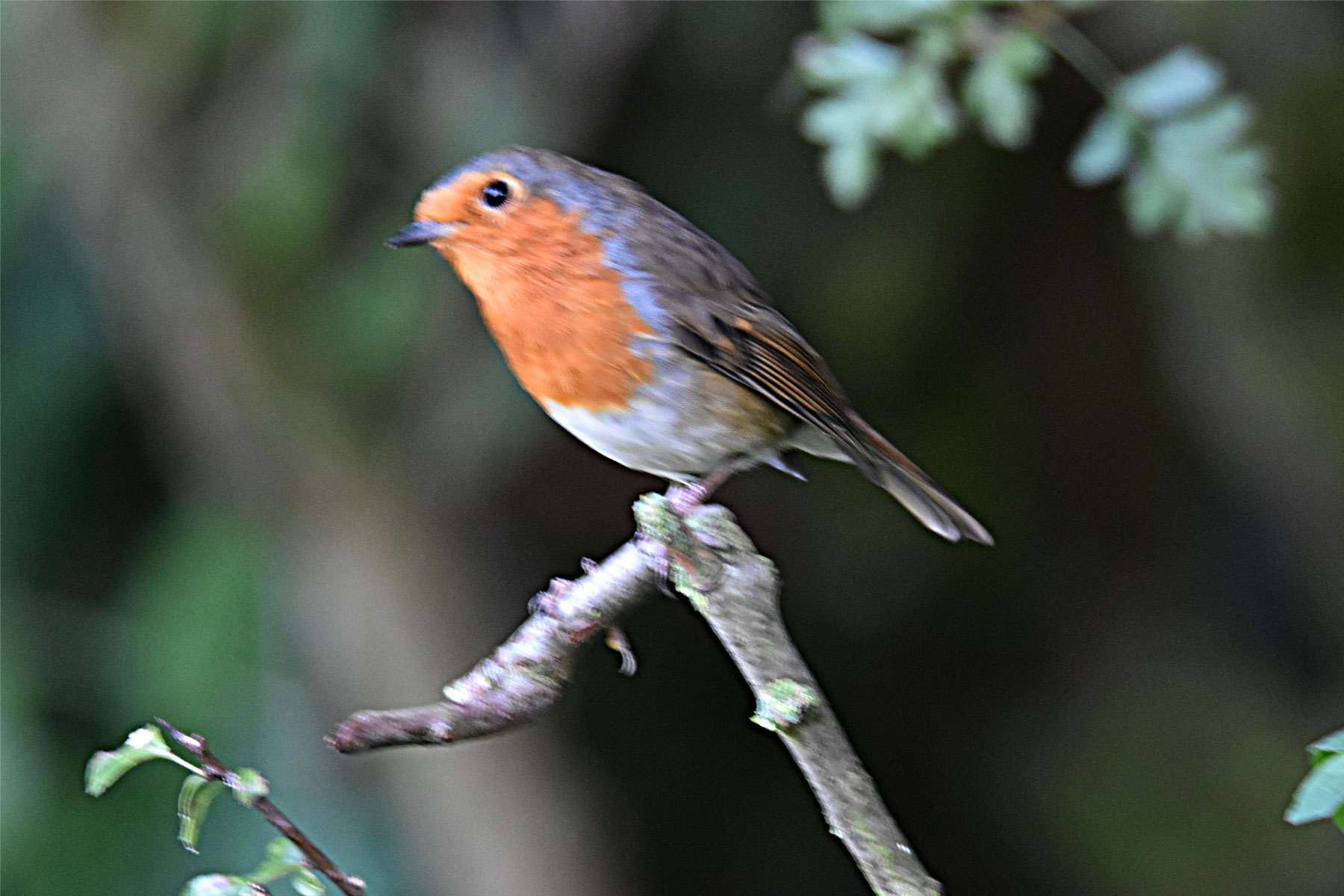 European Robin by Fausto Riccioni - BirdGuides
