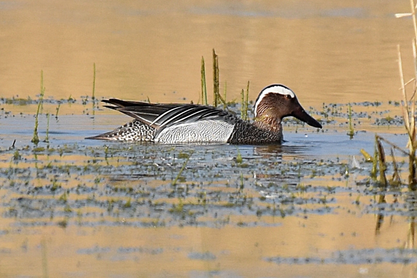 Garganey by Fausto Riccioni - BirdGuides