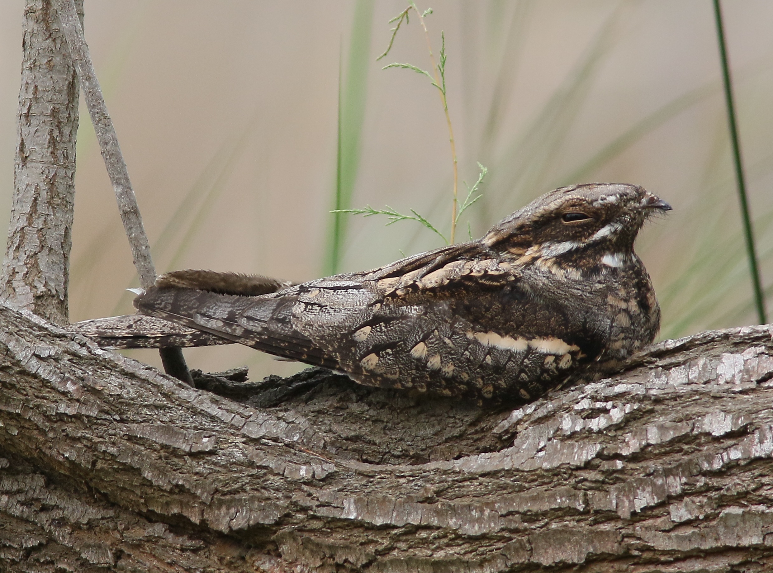 European Nightjar by David Dack - BirdGuides