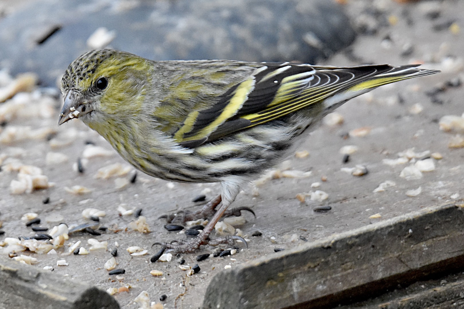 Eurasian Siskin by Fausto Riccioni - BirdGuides