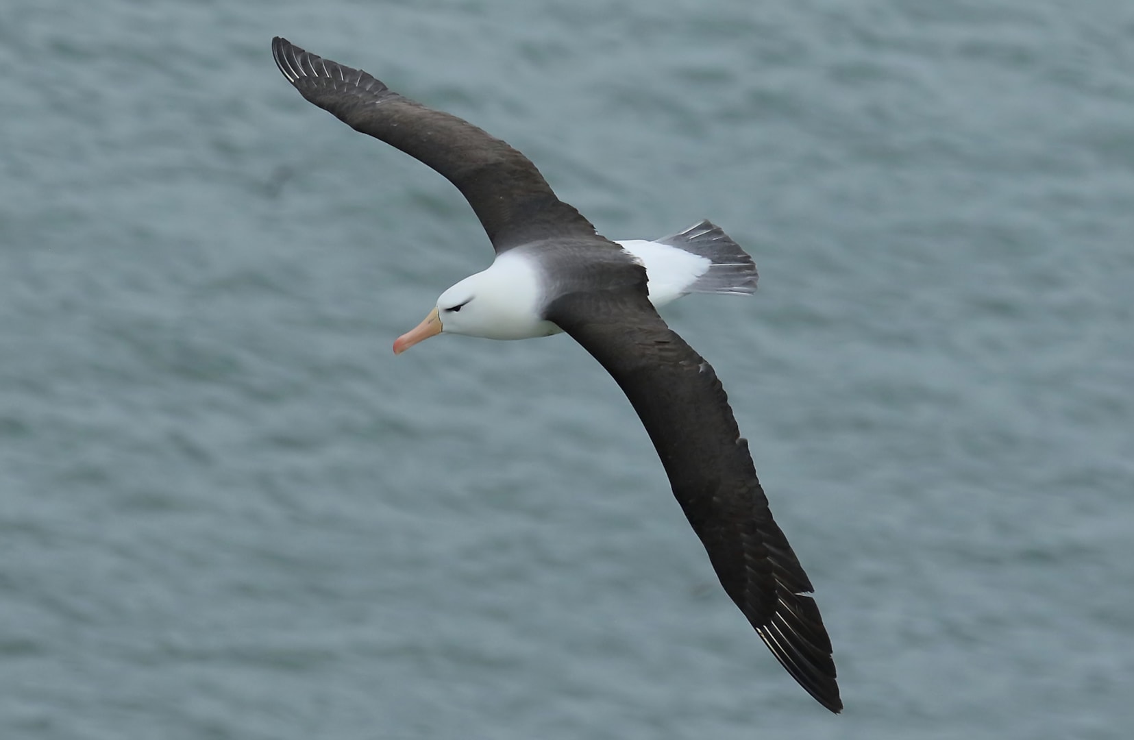 Black-browed Albatross by Jaz Hughes - BirdGuides