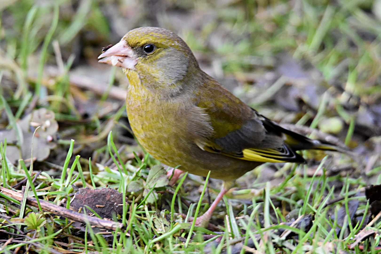 Greenfinch by Fausto Riccioni - BirdGuides