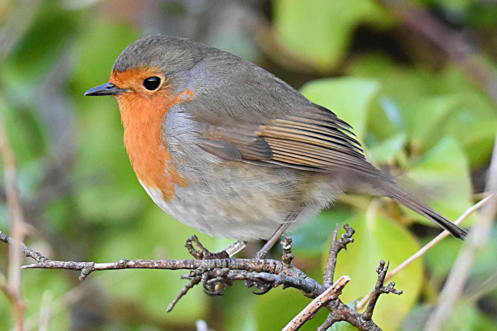 European Robin by Fausto Riccioni - BirdGuides
