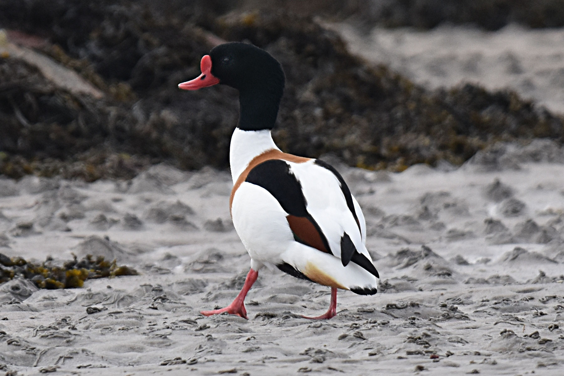 Common Shelduck by Fausto Riccioni - BirdGuides