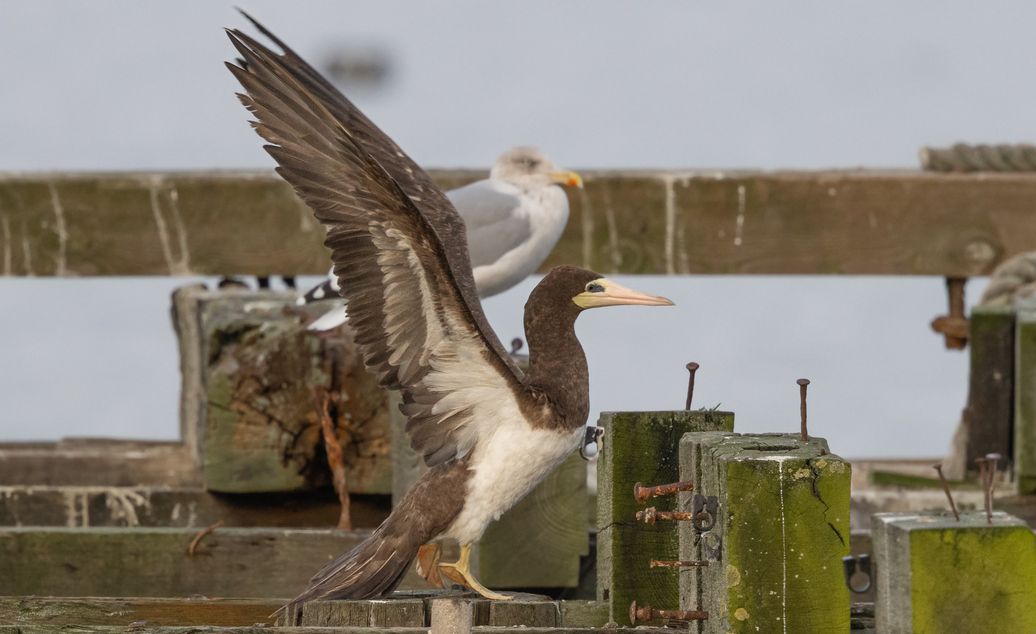 Brown Booby by Martin Loftus - BirdGuides