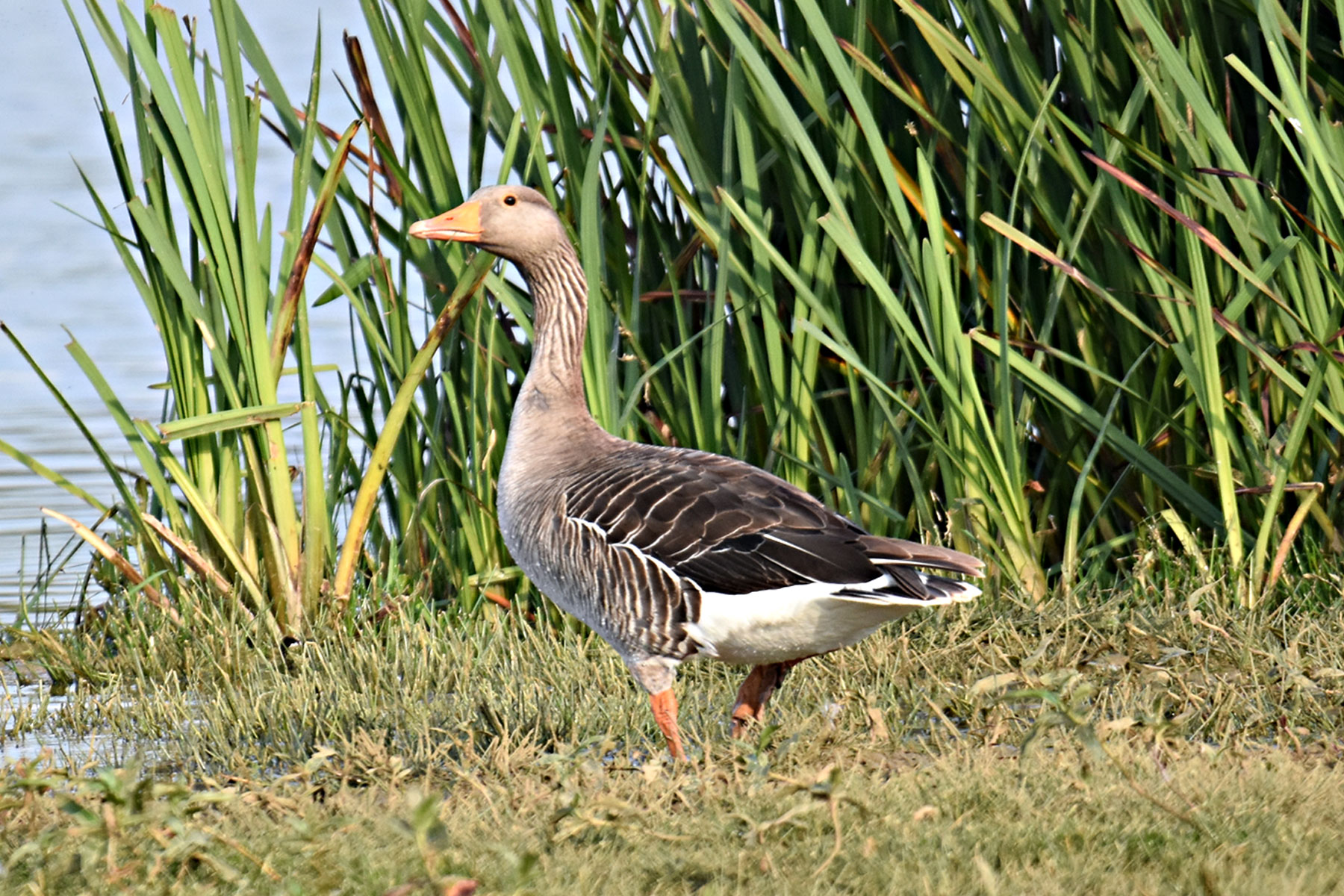 Greylag Goose by Fausto Riccioni - BirdGuides
