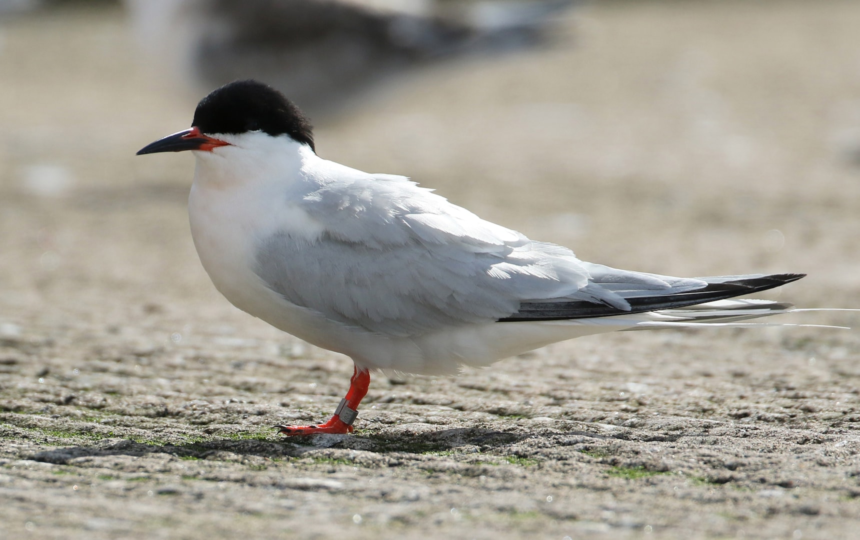 Roseate Tern by Jon Mercer - BirdGuides