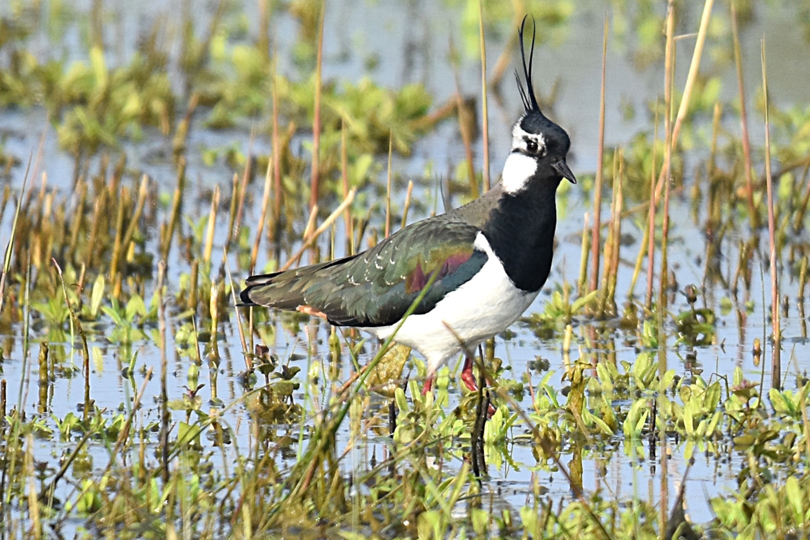 Northern Lapwing by Fausto Riccioni - BirdGuides