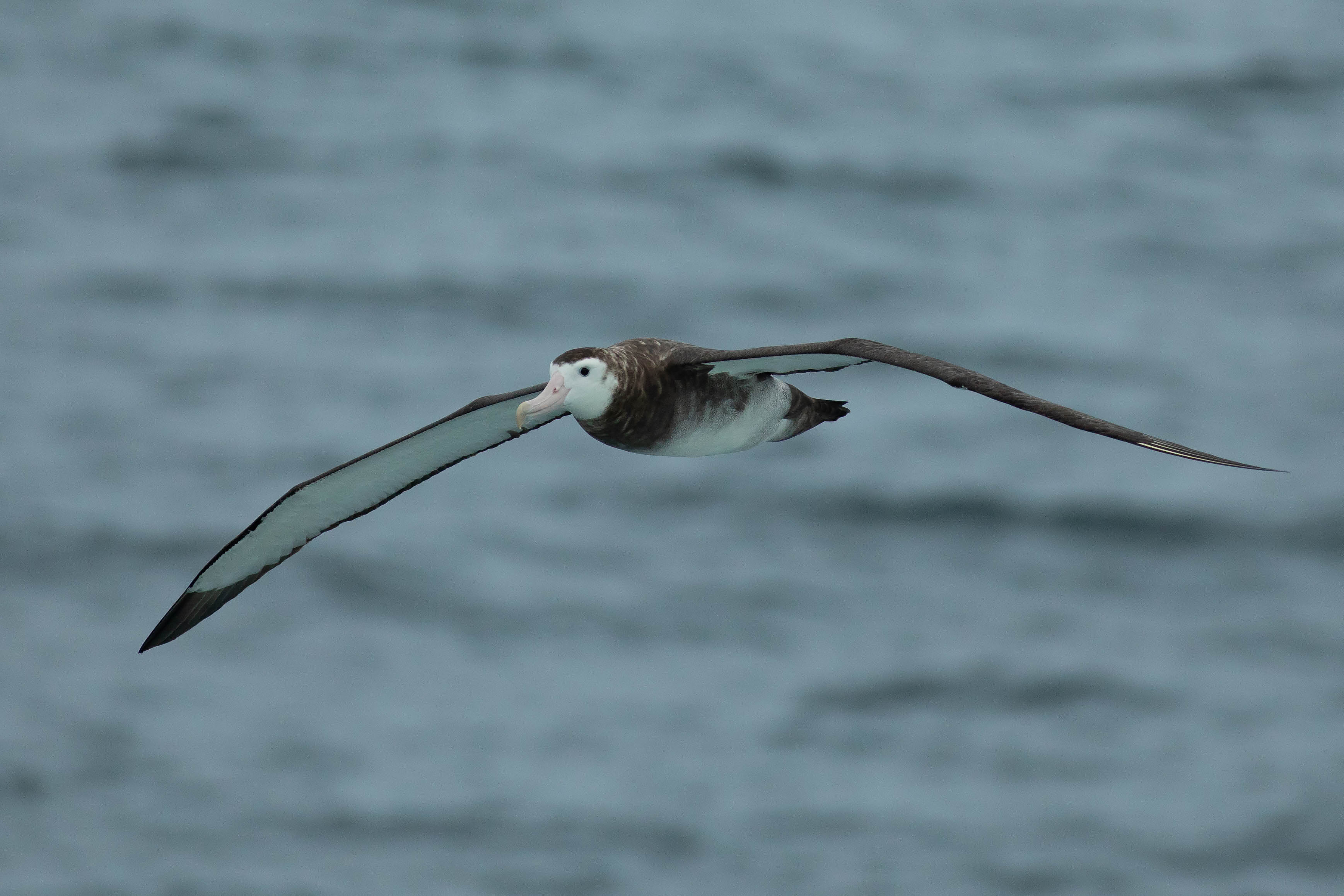 Details : Antipodean Albatross - BirdGuides