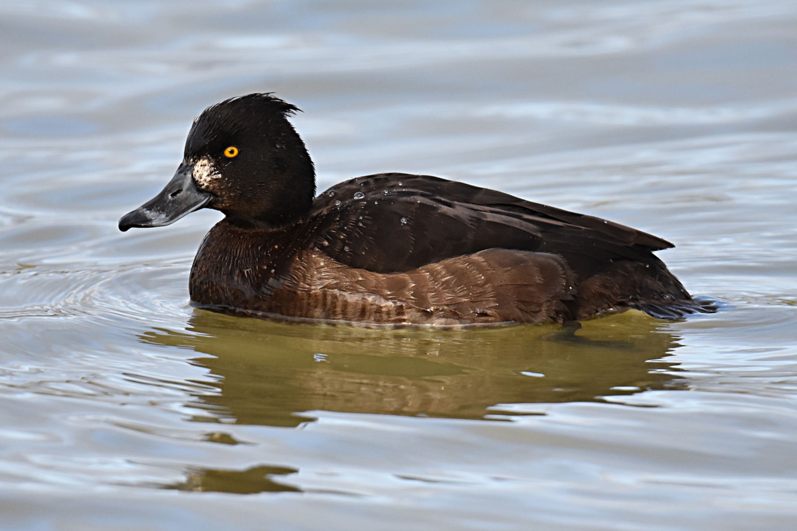 Tufted Duck by Fausto Riccioni - BirdGuides