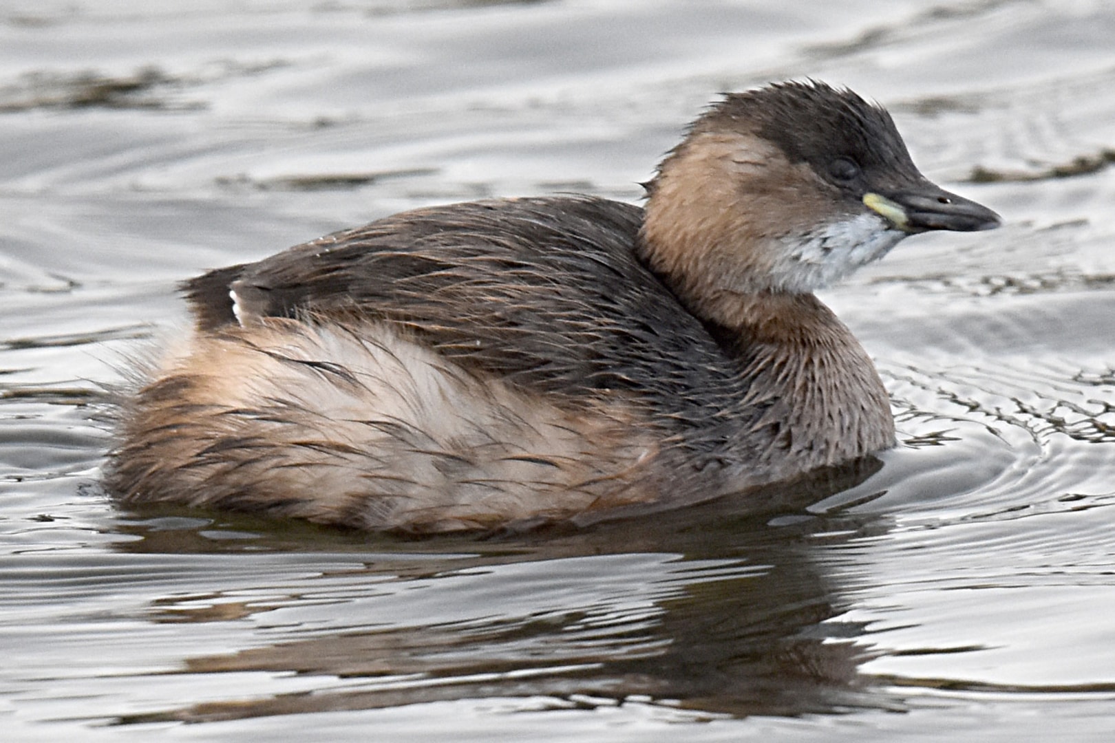 Little Grebe by Fausto Riccioni - BirdGuides
