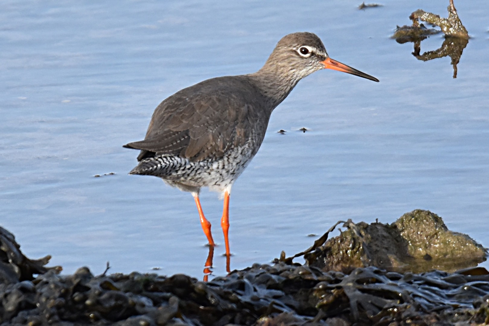 Common Redshank by Fausto Riccioni - BirdGuides