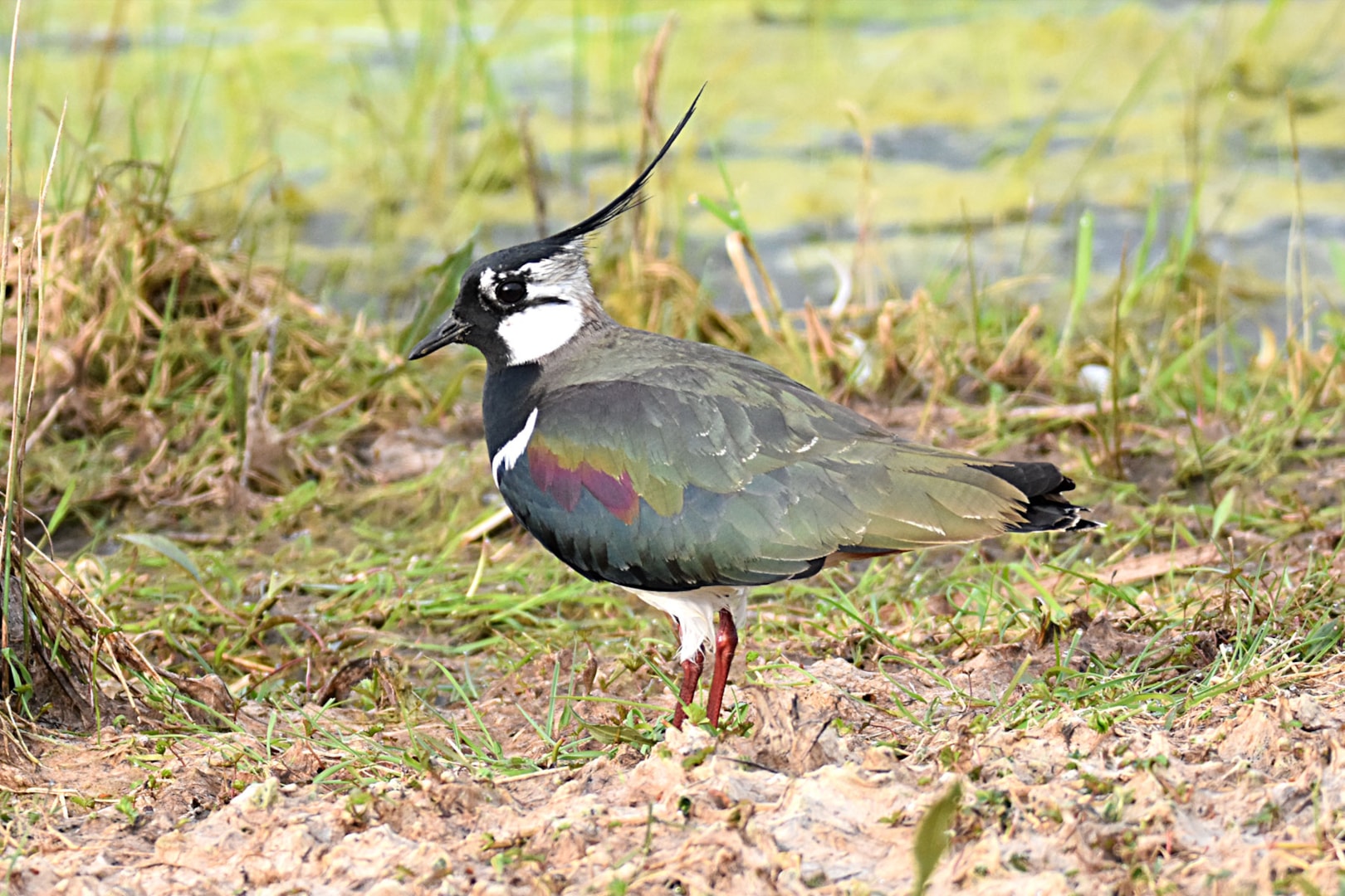 Northern Lapwing by Fausto Riccioni - BirdGuides