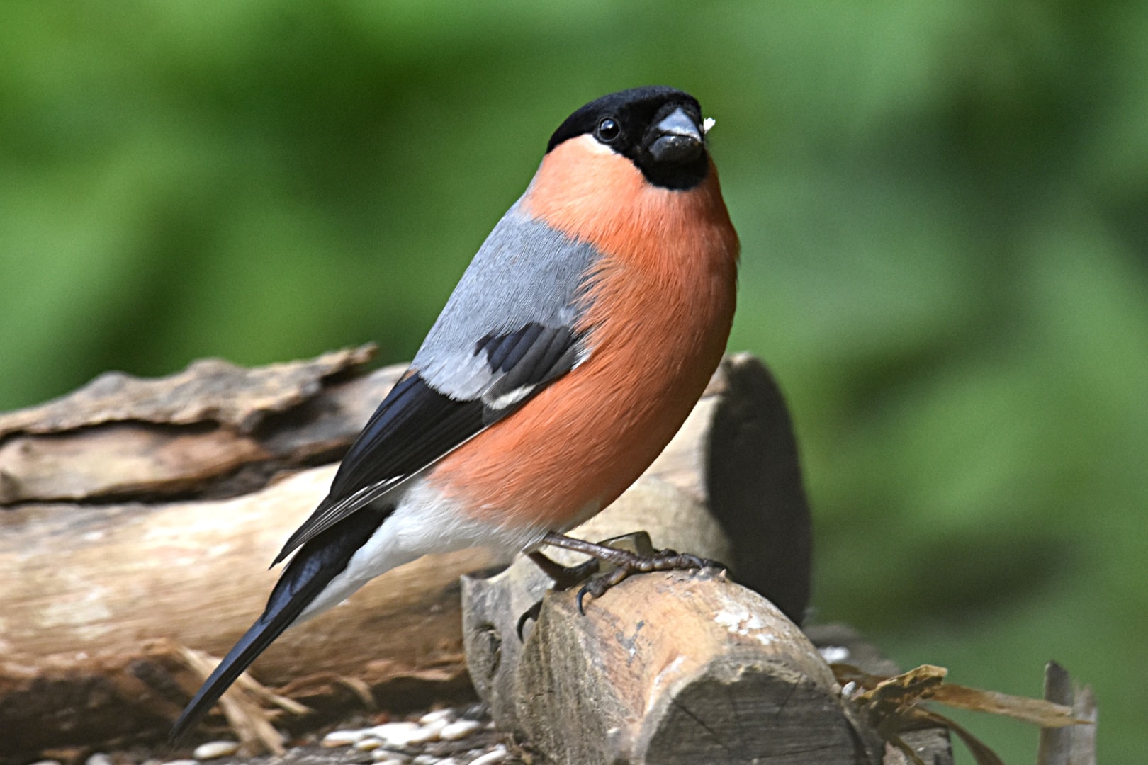 Eurasian Bullfinch by Fausto Riccioni - BirdGuides