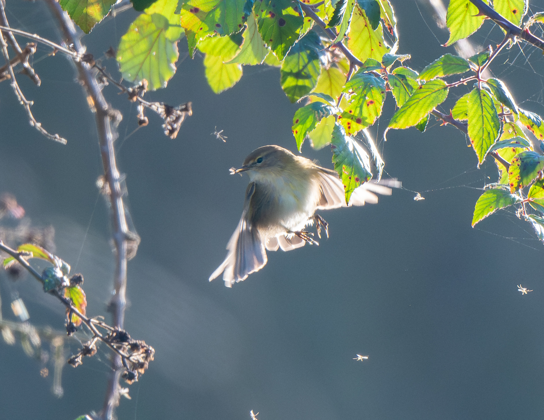 Common Chiffchaff by Robin Gossage - BirdGuides