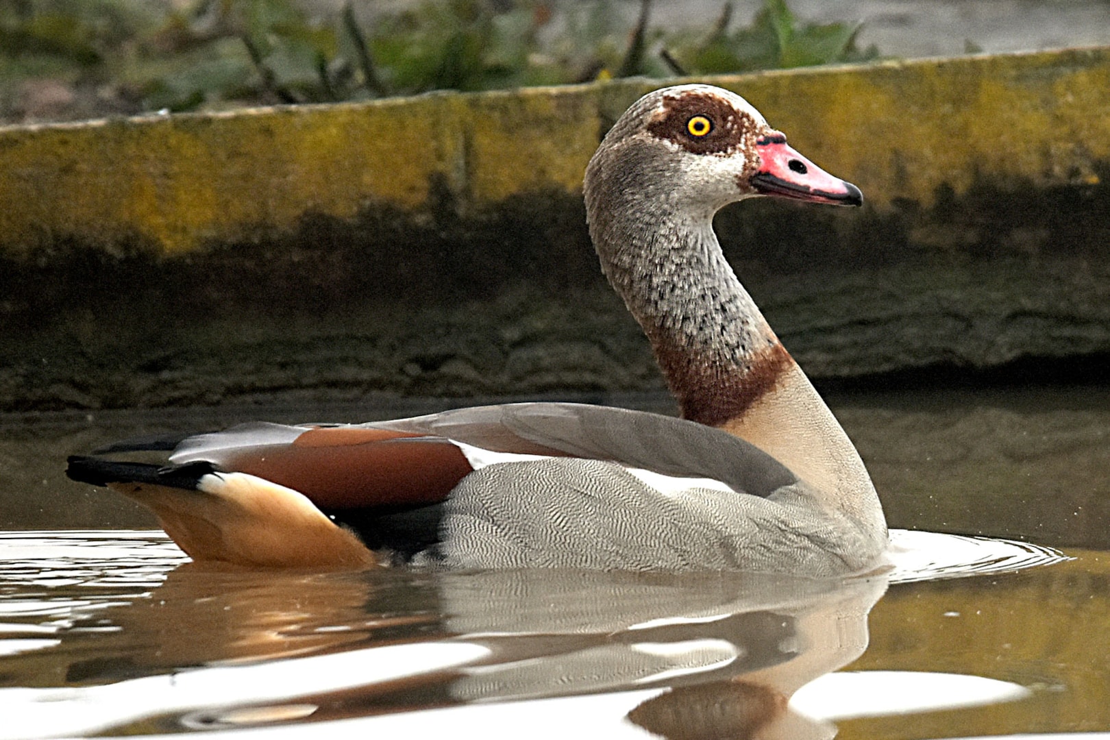 Egyptian Goose by Fausto Riccioni - BirdGuides
