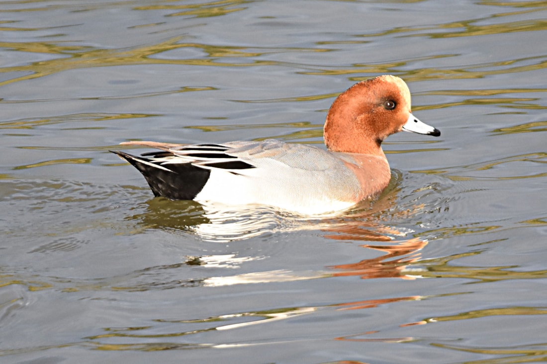 Eurasian Wigeon by Fausto Riccioni - BirdGuides