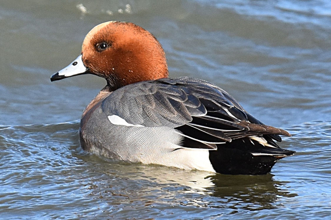 Eurasian Wigeon by Fausto Riccioni - BirdGuides