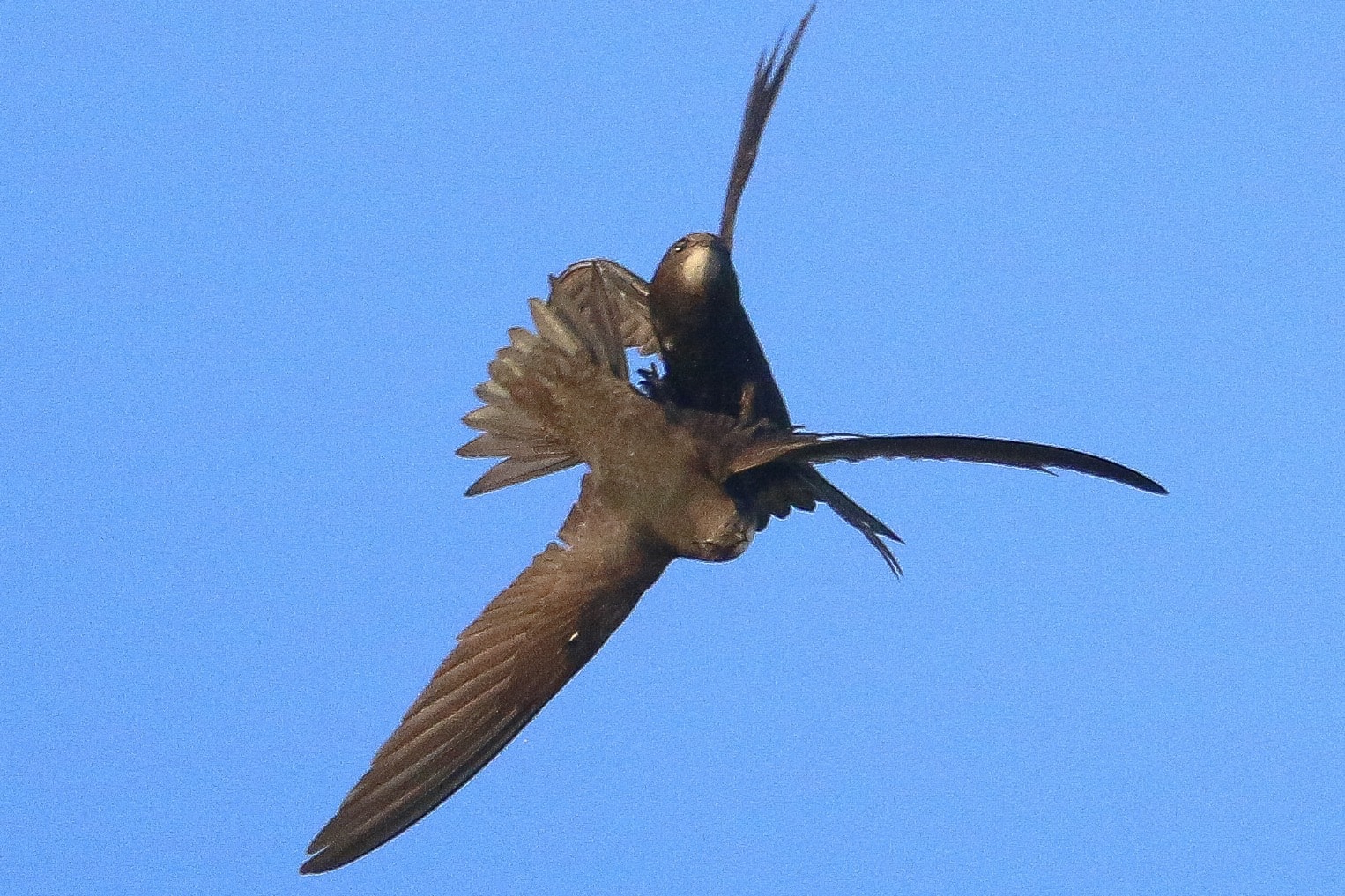 Common Swift by Ian Dickey - BirdGuides