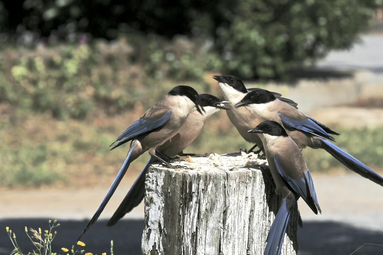 Details : Iberian Magpie - BirdGuides