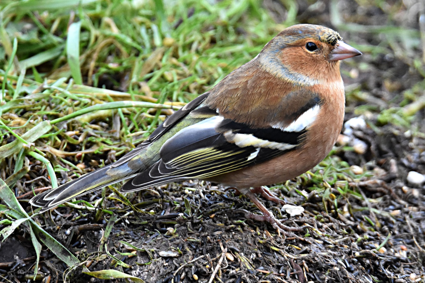 Chaffinch by Fausto Riccioni - BirdGuides