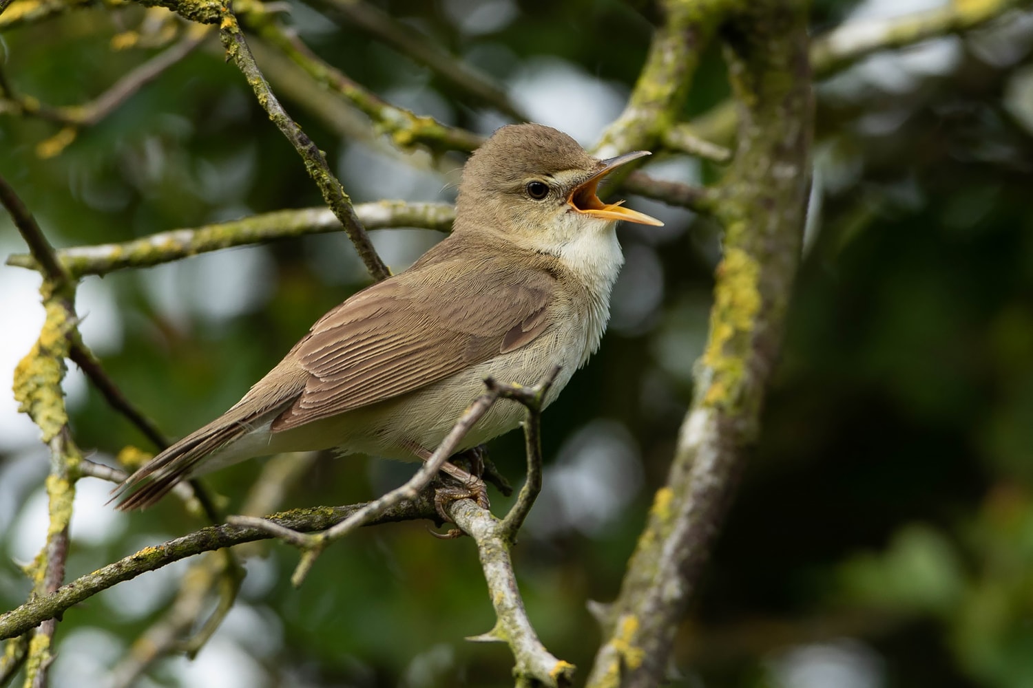 Blyth's Reed Warbler by Martyn Sidwell - BirdGuides