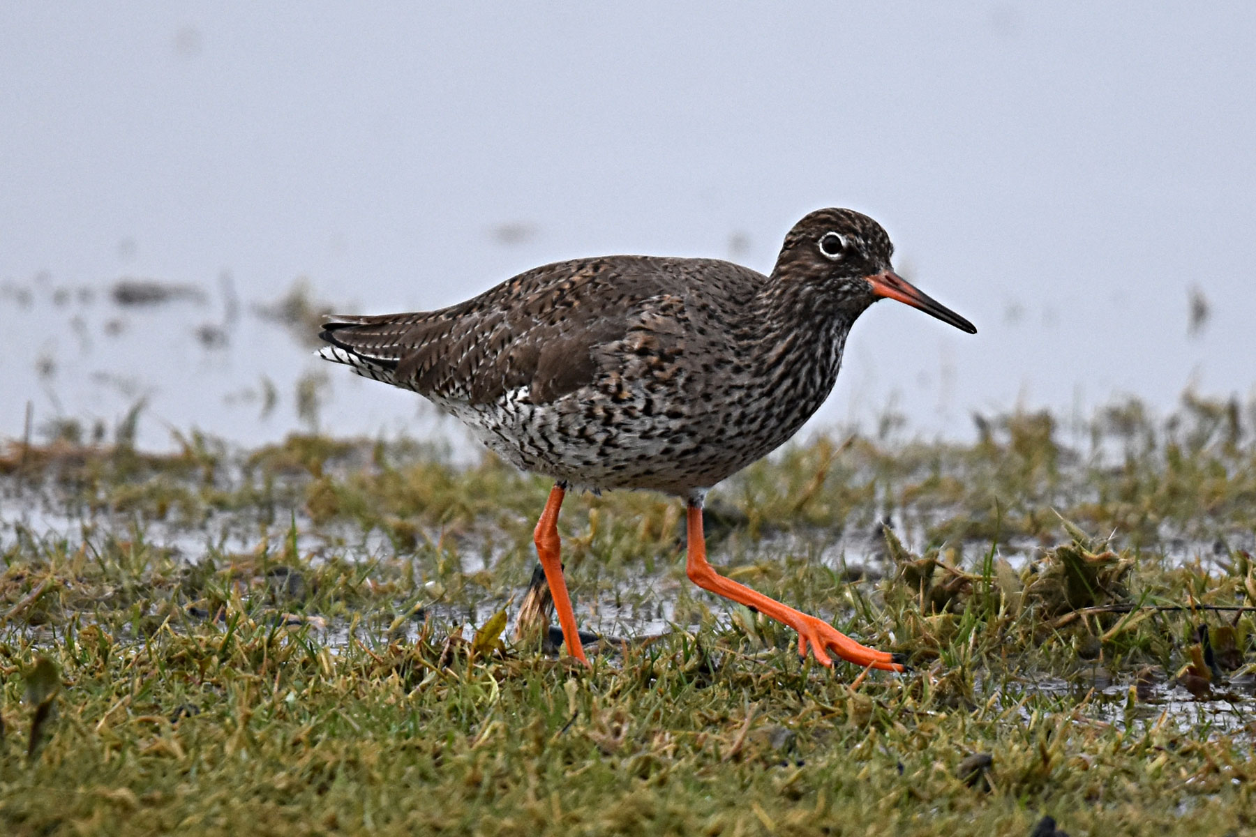 Common Redshank by Fausto Riccioni - BirdGuides
