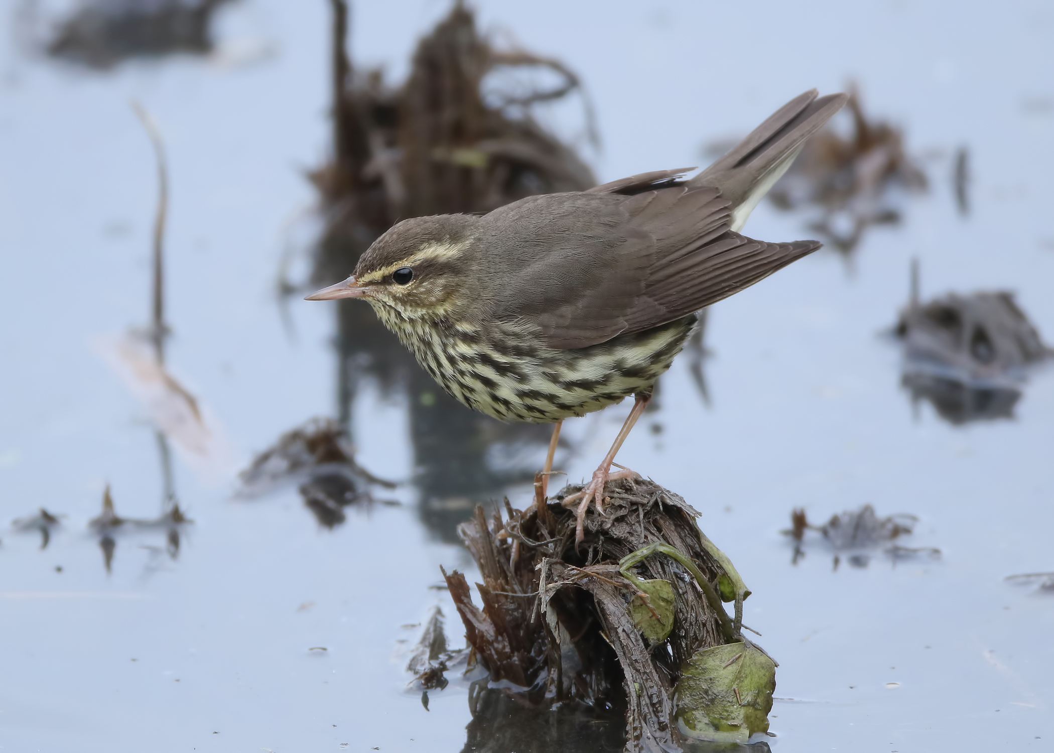 Northern Waterthrush by Michael Southcott - BirdGuides
