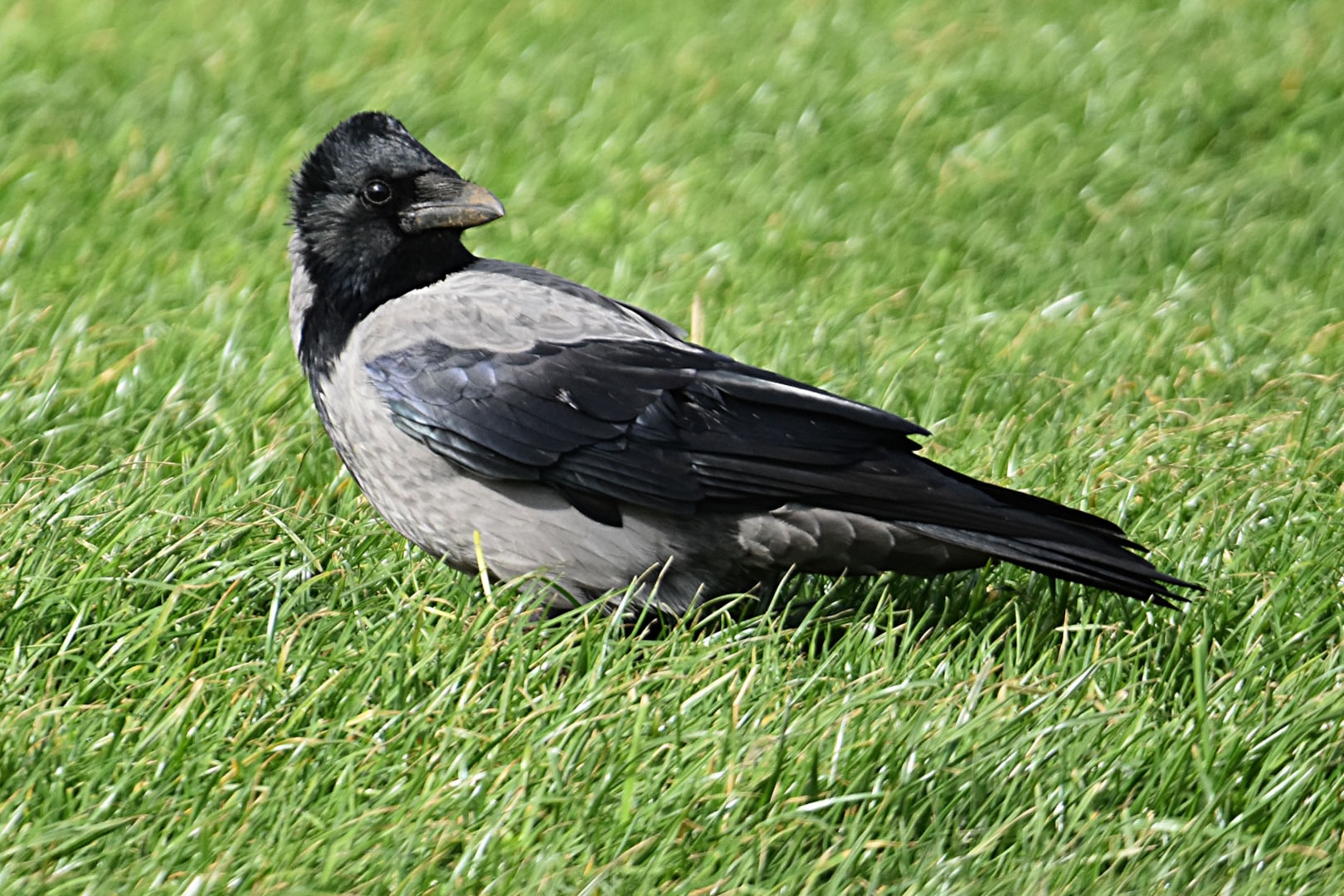 Hooded Crow by Fausto Riccioni - BirdGuides
