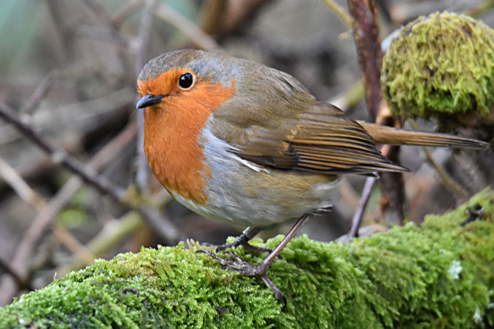 European Robin by Fausto Riccioni - BirdGuides