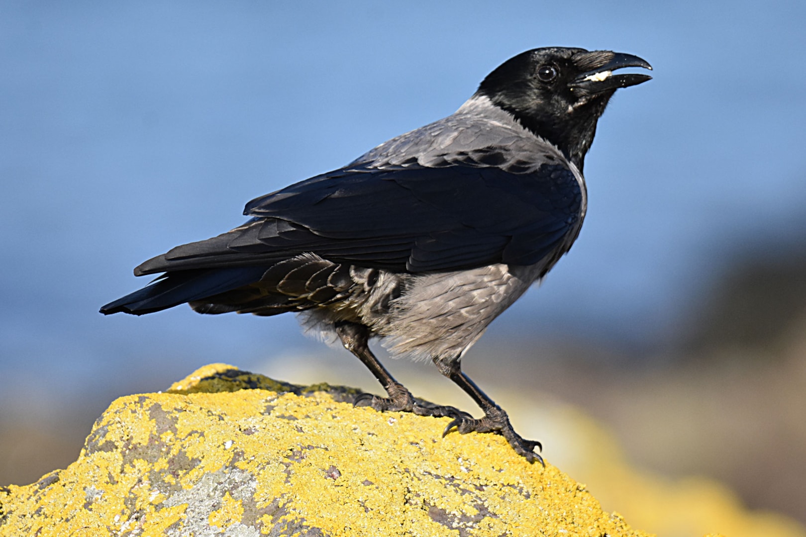 Hooded Crow by Fauato Riccioni - BirdGuides