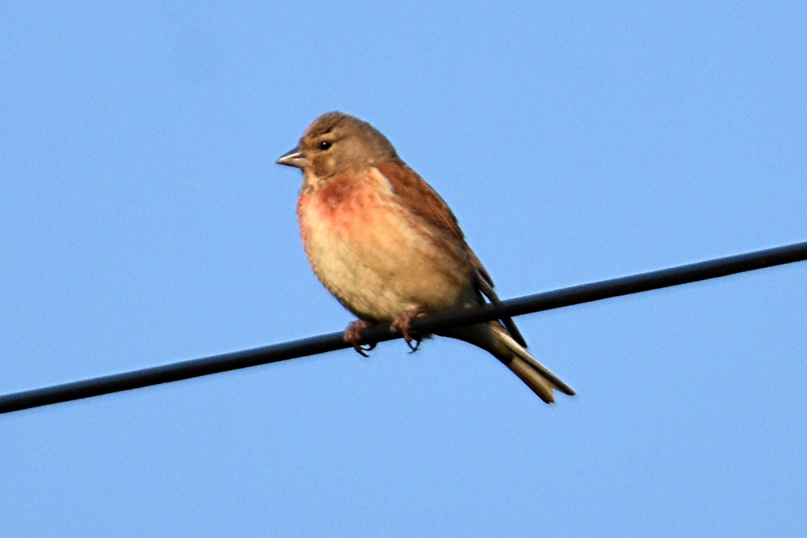 Common Linnet by Sheila Riccioni - BirdGuides