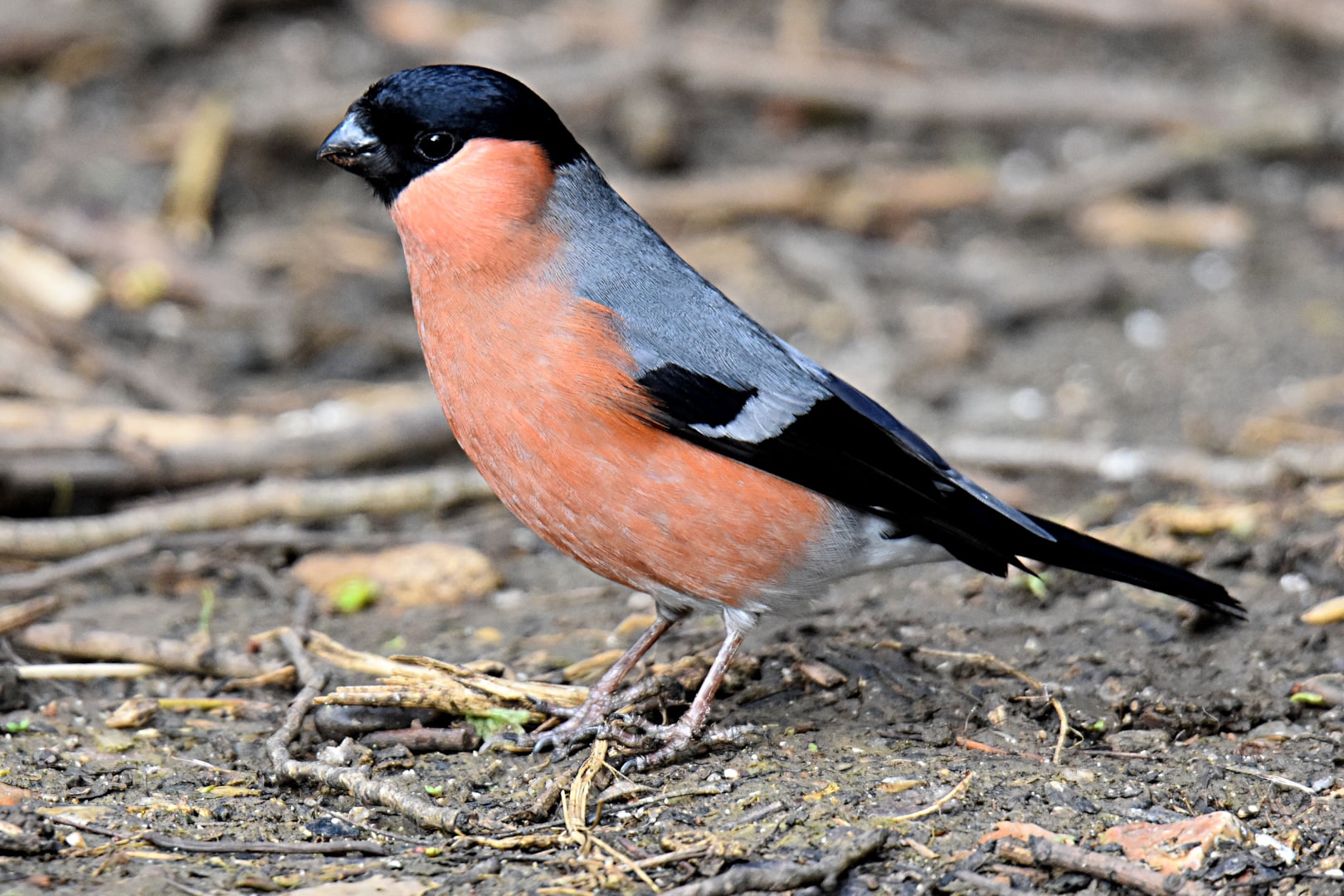 Eurasian Bullfinch by Fausto Riccioni - BirdGuides