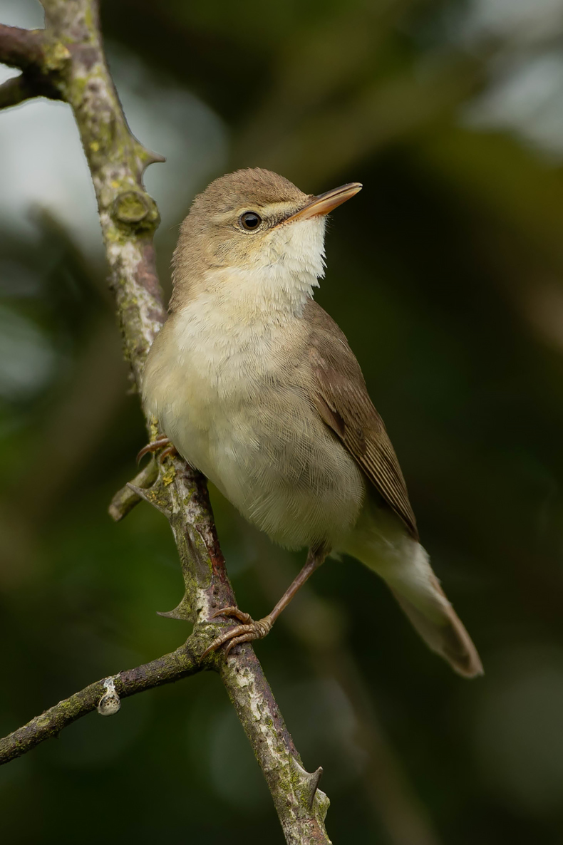 Details : Blyth's Reed Warbler - BirdGuides