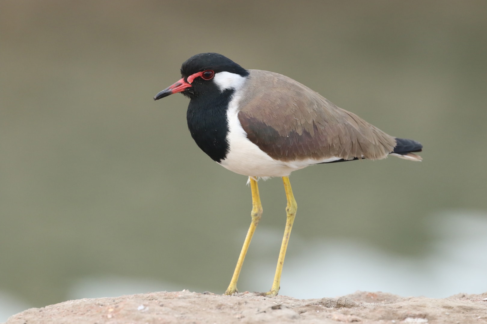 Red-wattled Lapwing by Jon Mercer - BirdGuides