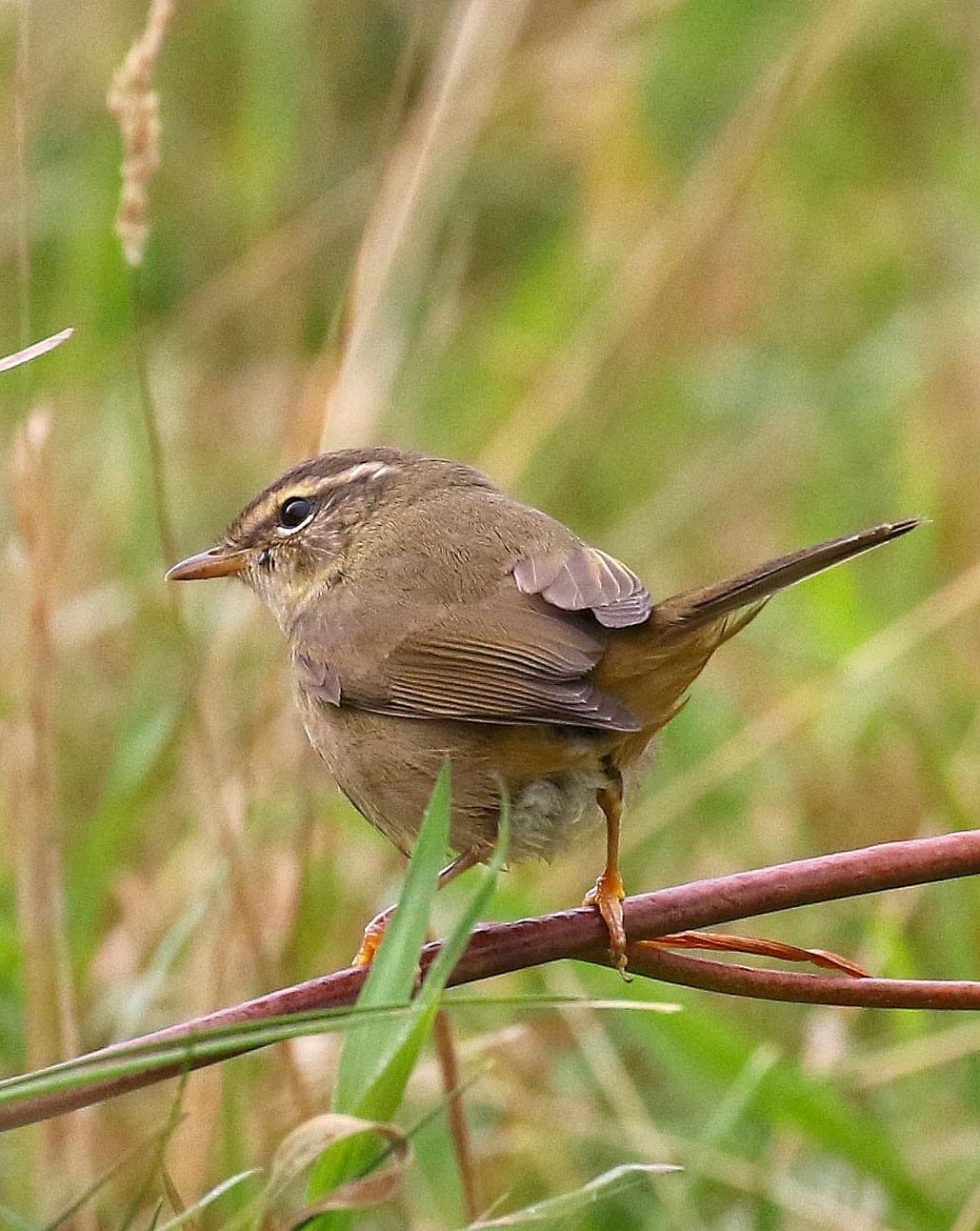 Radde's Warbler by John Irvine - BirdGuides