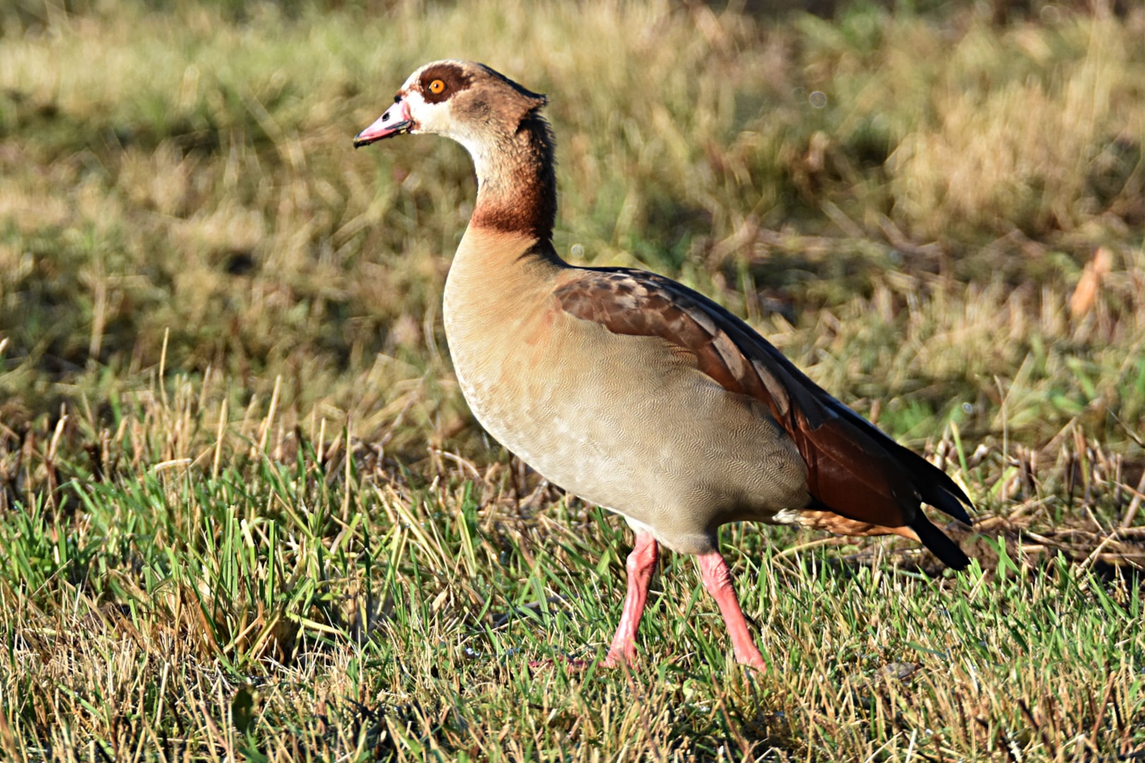 Egyptian Goose by Fausto Riccioni - BirdGuides