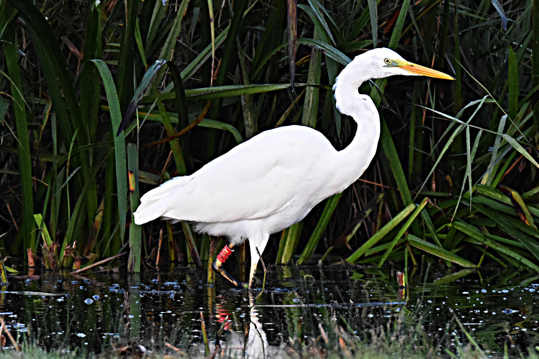 Great Egret by Fausto Riccioni - BirdGuides