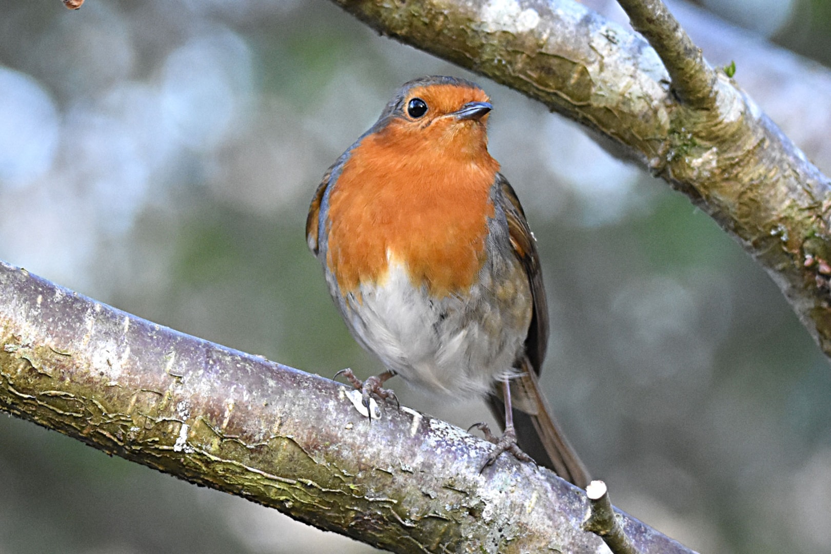 European Robin by Fausto Riccioni - BirdGuides