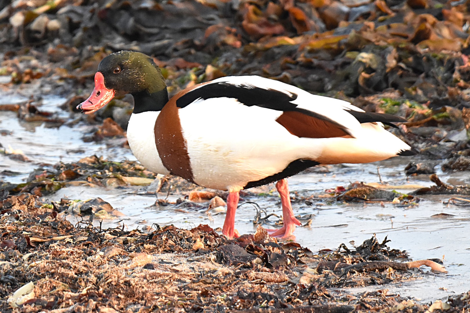 Common Shelduck by Fausto Riccioni - BirdGuides