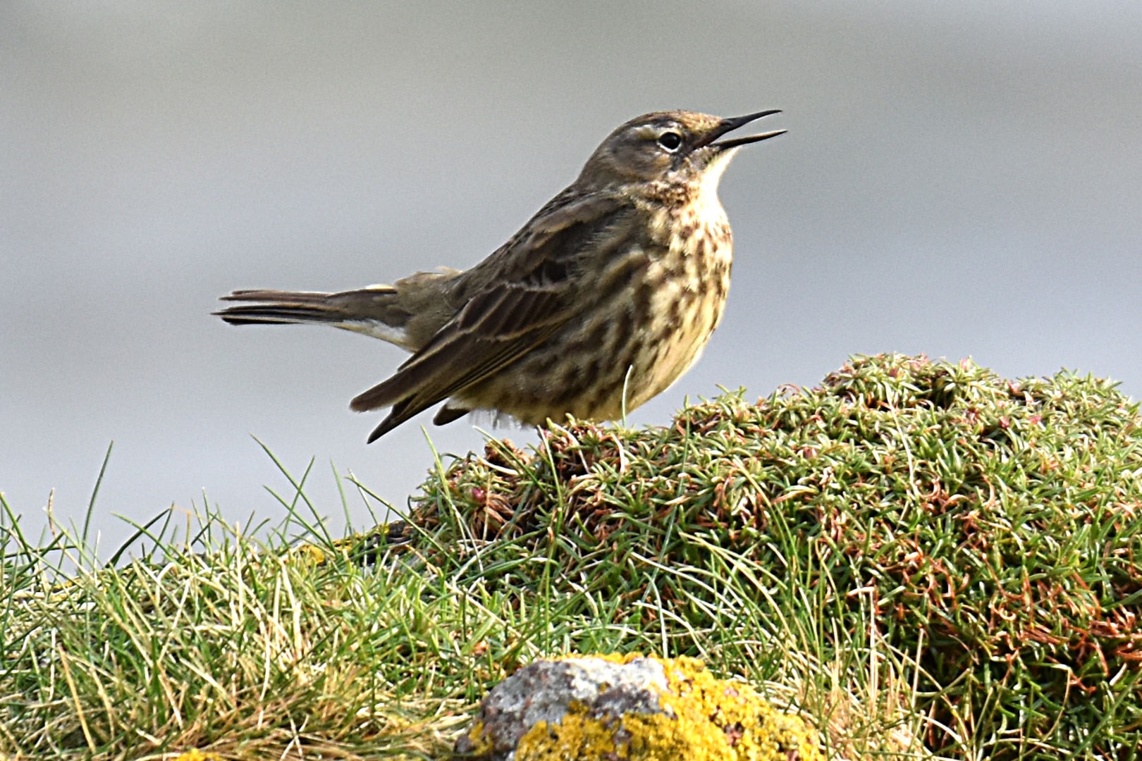 Rock Pipit by Fausto Riccioni - BirdGuides