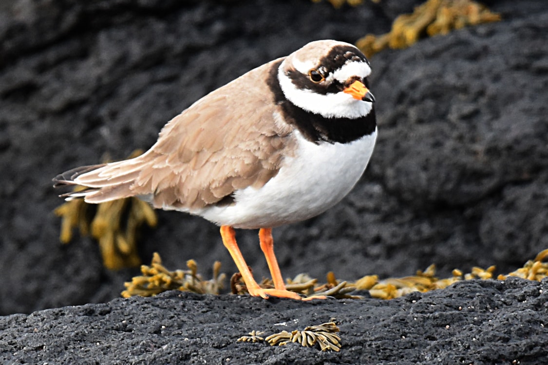 Ringed Plover by Fausto Riccioni - BirdGuides