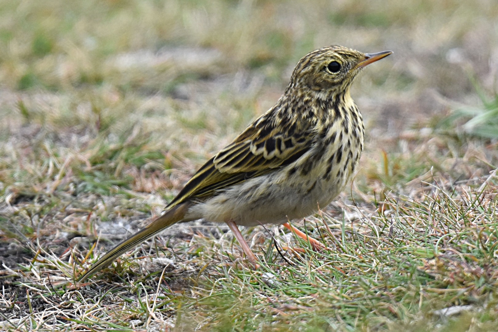 Meadow Pipit by Fausto Riccioni - BirdGuides