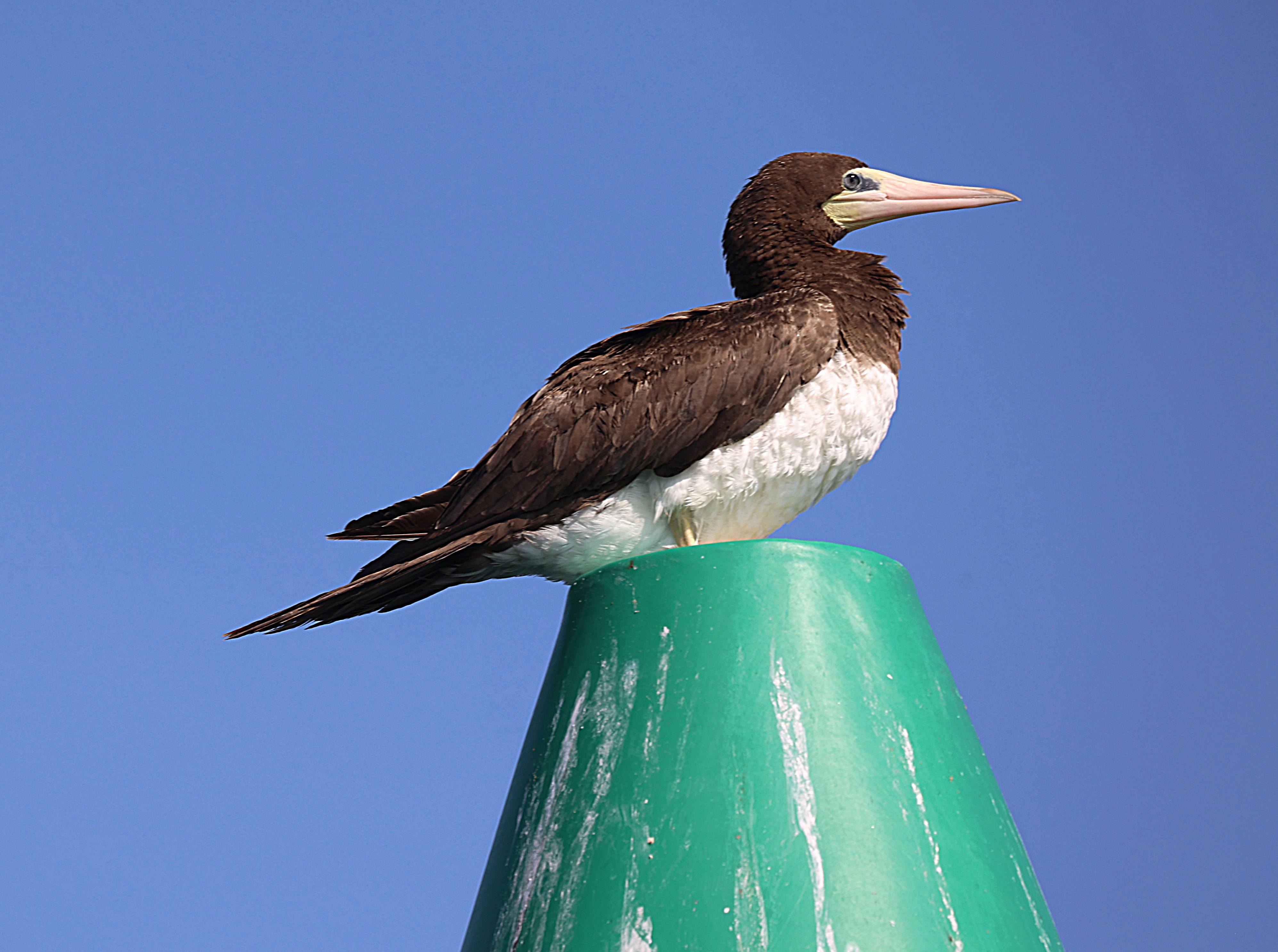 Brown Booby by Mick Wilson - BirdGuides
