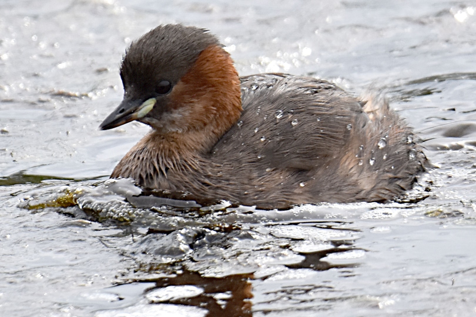 Little Grebe by Fausto Riccioni - BirdGuides