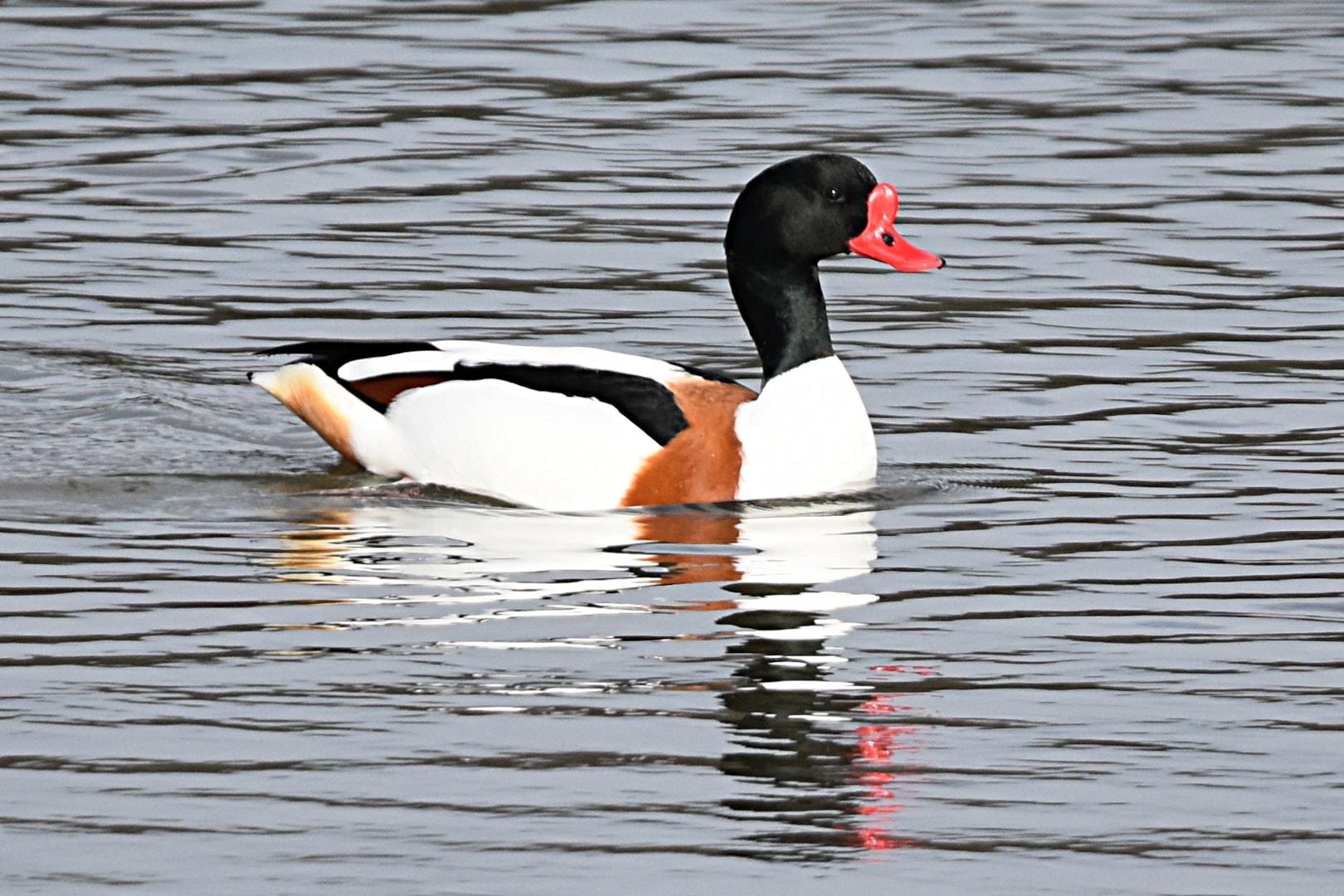 Common Shelduck by Fausto Riccioni - BirdGuides