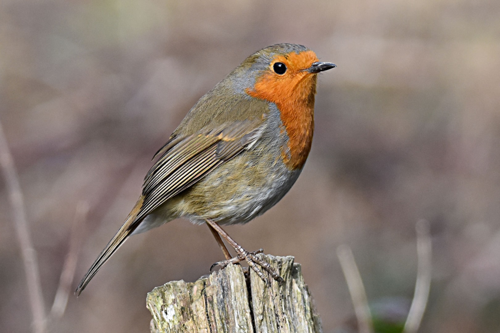 European Robin by Fausto Riccioni - BirdGuides