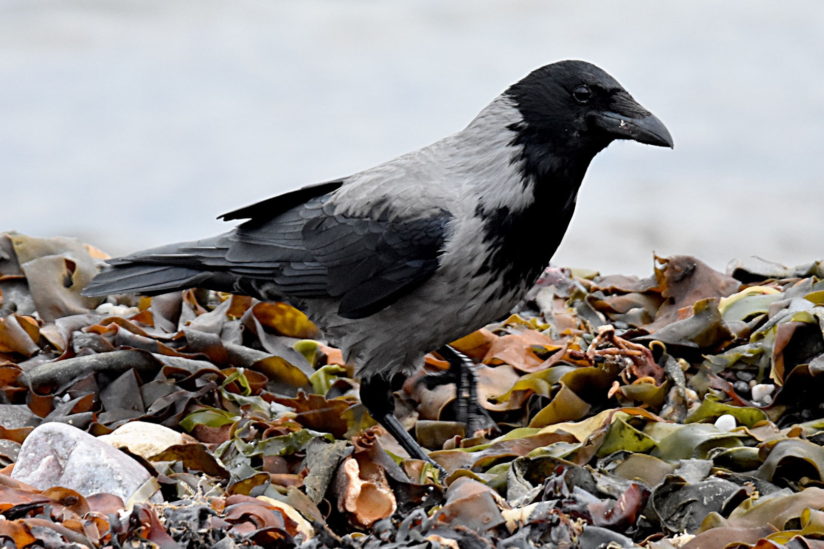 Hooded Crow by Fausto Riccioni - BirdGuides