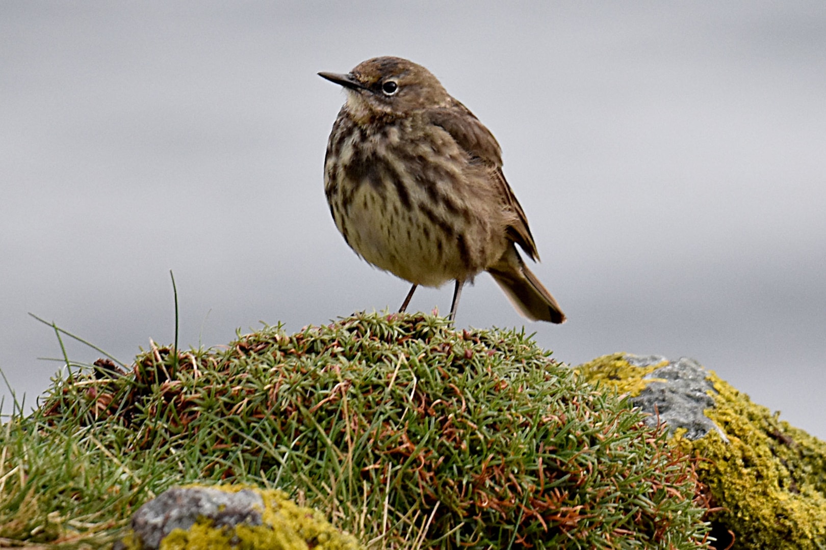 Rock Pipit by Fausto Riccioni - BirdGuides