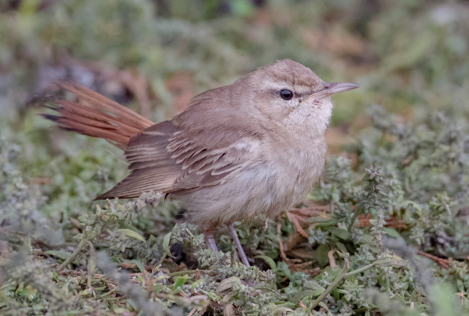 Rufous-tailed Scrub Robin by Chris Griffin - BirdGuides